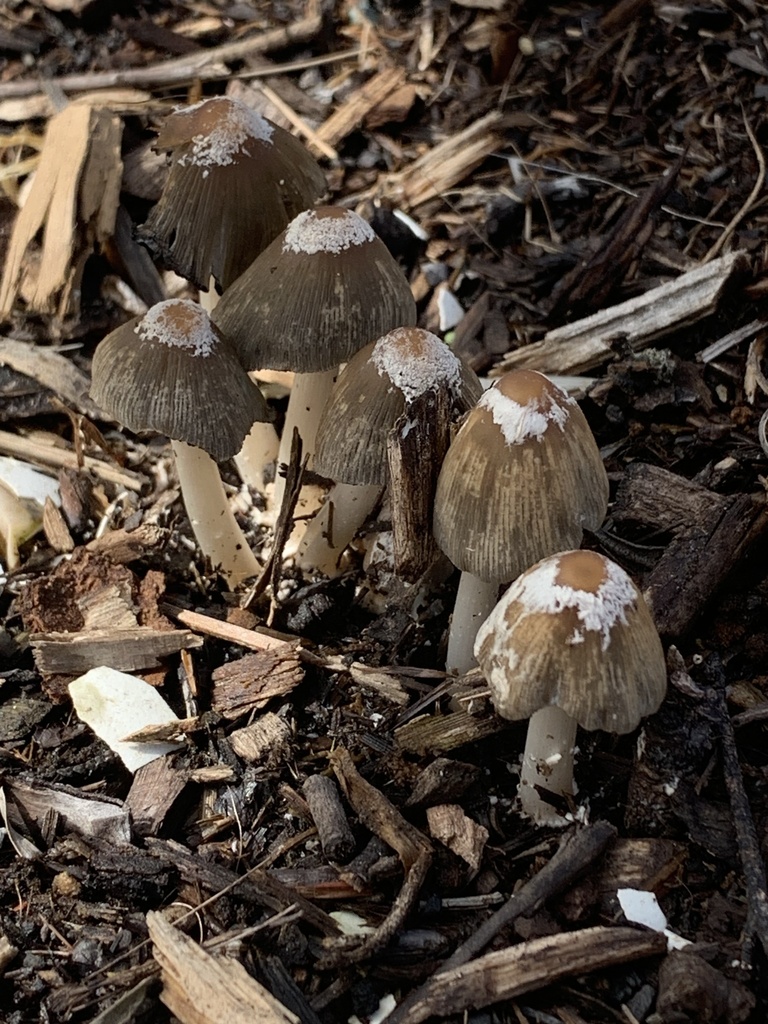 flocculose inkcap from Hollister St, San Diego, CA, US on February 7 ...