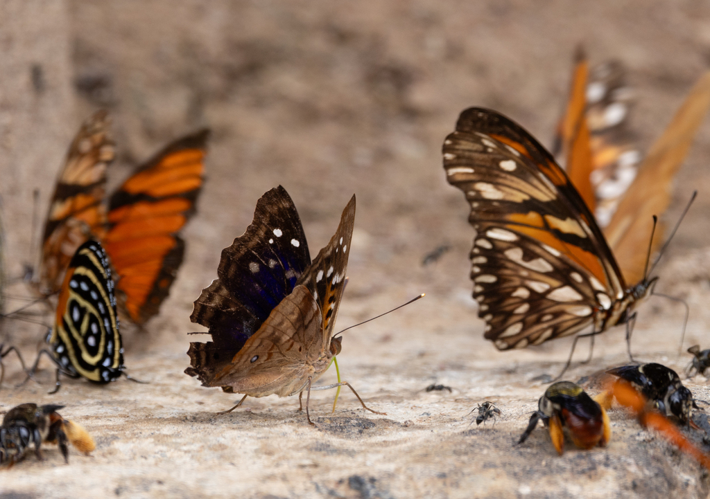 Agathina Emperor from Tiputini Biodiversity Station--riverbank on ...