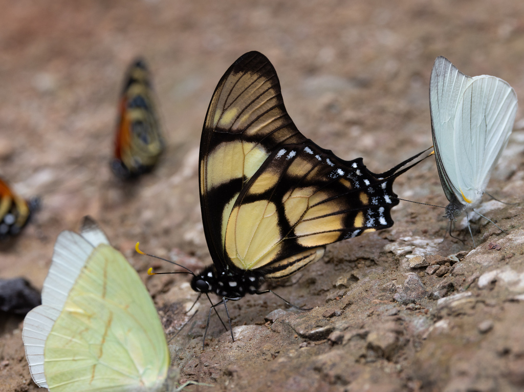 Thin-tailed Kite-Swallowtail from Tiputini Biodiversity Station ...