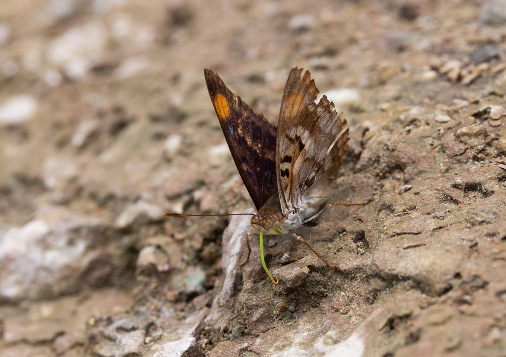 Pavon Emperor from Tiputini Biodiversity Station--riverbank on October ...