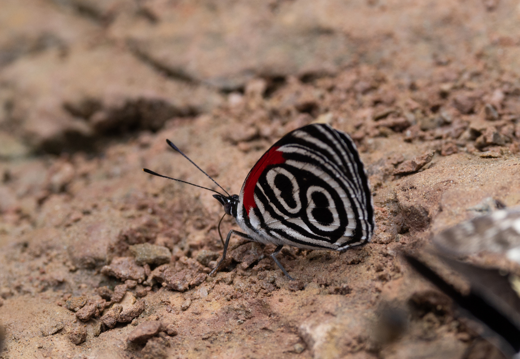 Widespread Eighty-eight from Tiputini Biodiversity Station--riverbank ...
