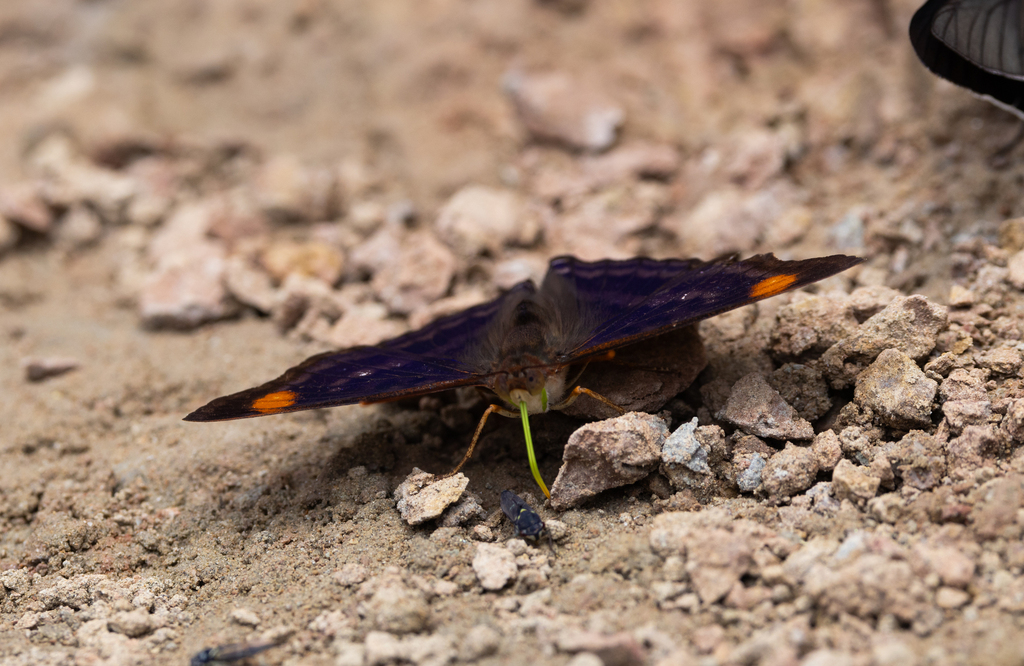 Pavon Emperor from Tiputini Biodiversity Station--riverbank on October ...