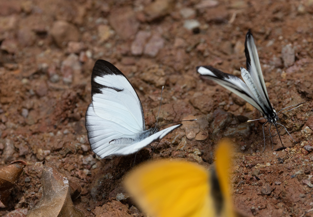 Butterflies and Moths from Tiputini Biodiversity Station--riverbank on ...