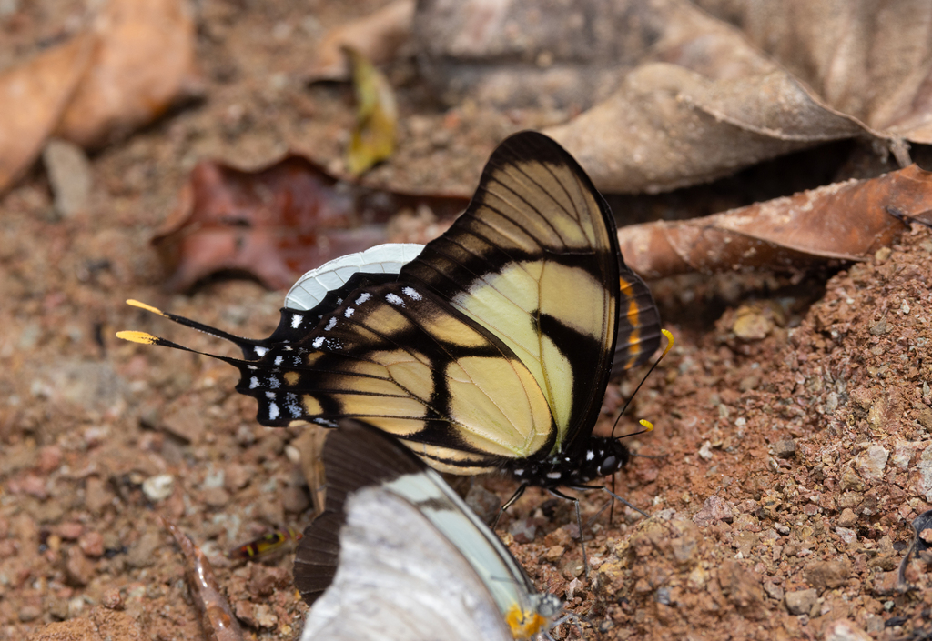 Thin-tailed Kite-Swallowtail from Tiputini Biodiversity Station ...