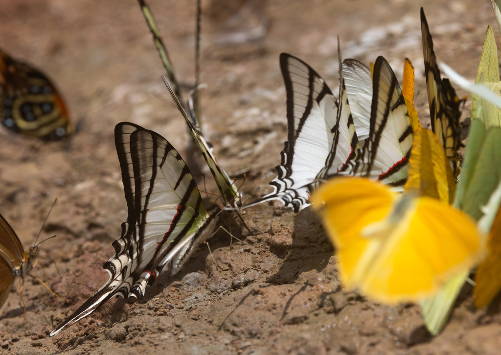 Protesilaus from Tiputini Biodiversity Station--riverbank on October 31 ...