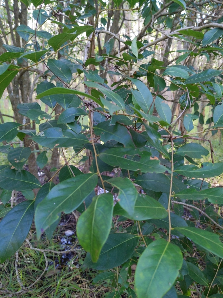 Cheese Tree from Greenbank-Boronia Heights, AU-QL, AU on February 19 ...