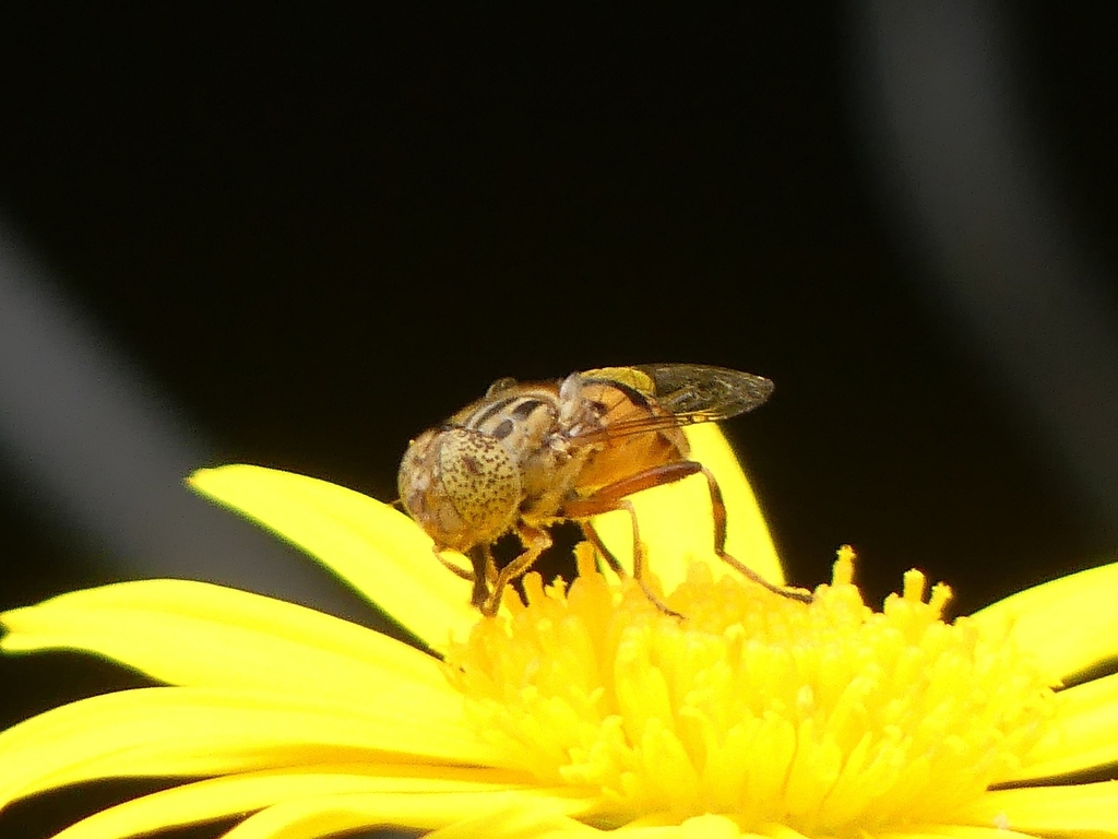 Native Drone Fly from Wallaga Lake NSW 2546, Australia on February 19 ...