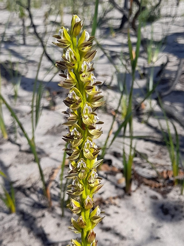Tall Leek Orchid from Fitzgerald River National Park WA 6346, Australia ...