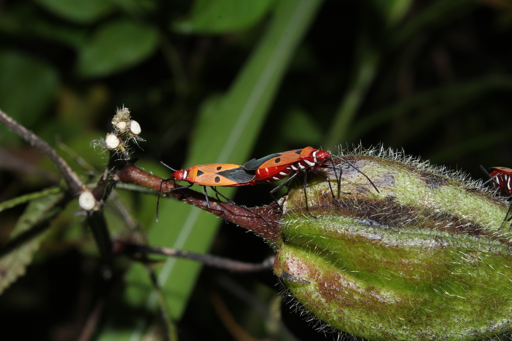 Indian Cotton Stainer from Du Già, Yên Minh, Hà Giang, Vietnam on ...