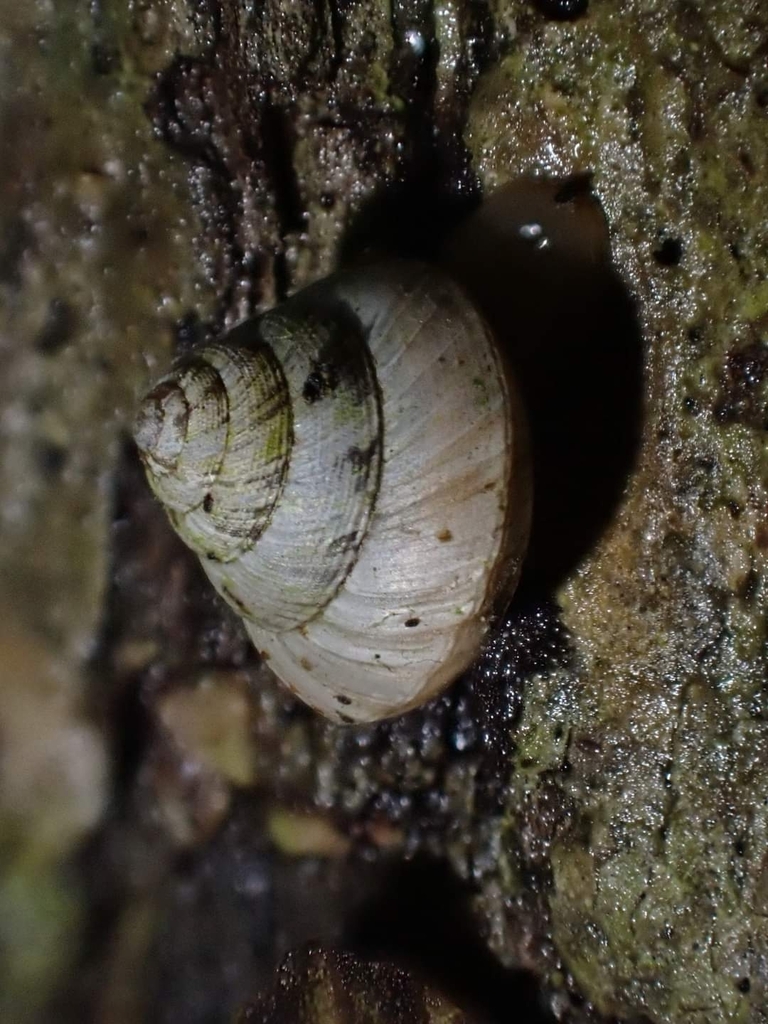 Southern Conical Pinwheel Snail from Byrrill Creek NSW 2484, Australia ...