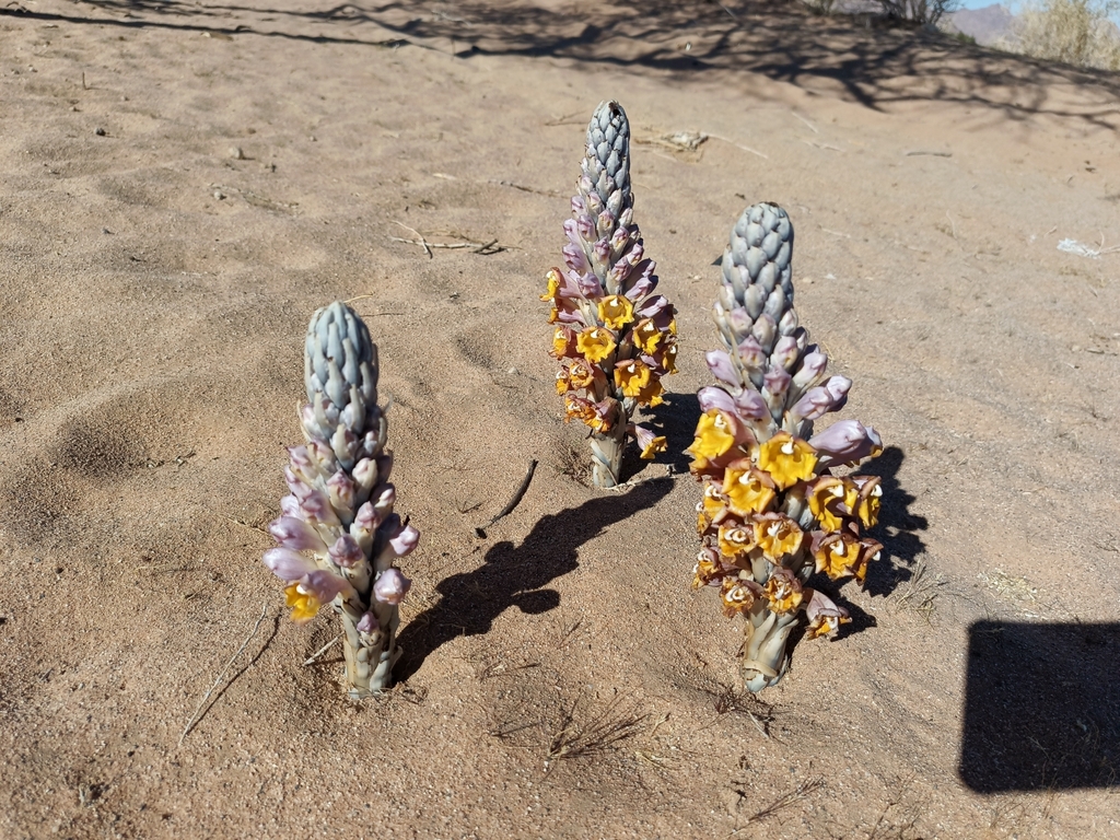 desert hyacinth from 49461, Saudi Arabia on February 19, 2024 at 09:54 ...