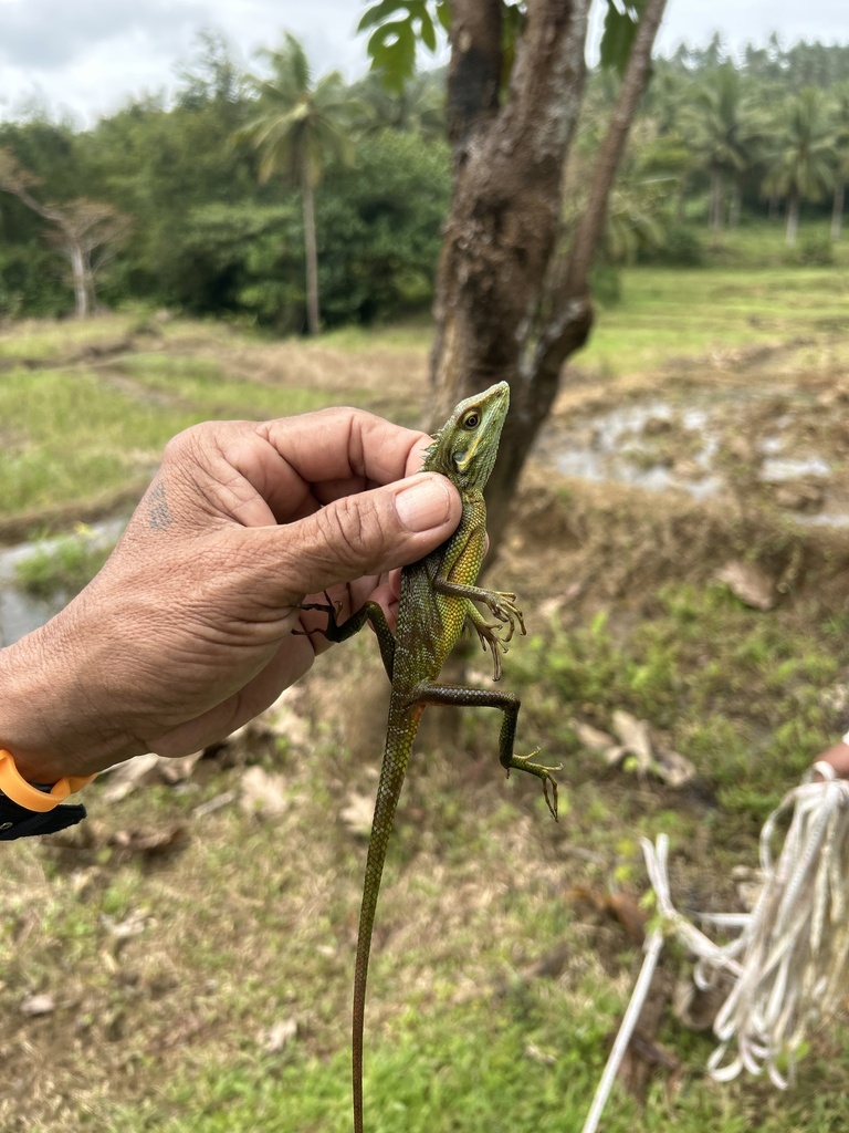 Marbled Crested Lizard from Tinambac, PH-CS, PH on February 12, 2024 at ...