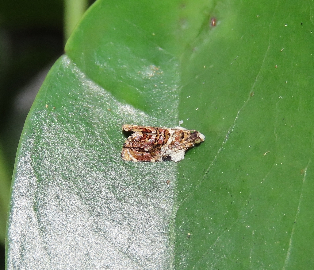 Butterflies and Moths from Wallaga Lake NSW 2546, Australia on February ...