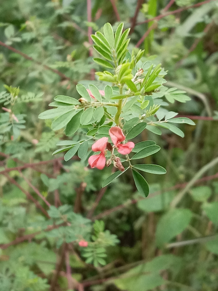 Indigos from Ubuhlebezwe Local Municipality, South Africa on February ...