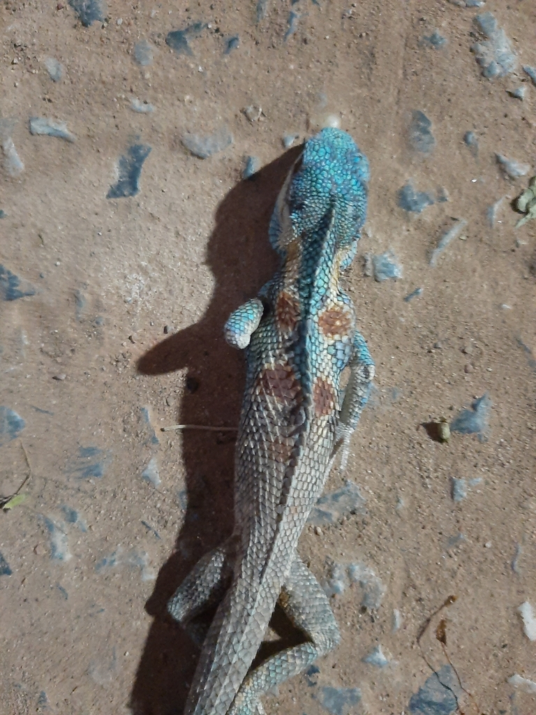 Siamese Blue Crested Lizard from X3RC+FXF ตำบลในเมือง อำเภอเมือง ...