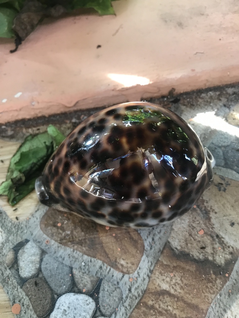 Tiger Cowry from Rodrigues, Rodrigues, MU on 20 February, 2024 at 04:47 ...