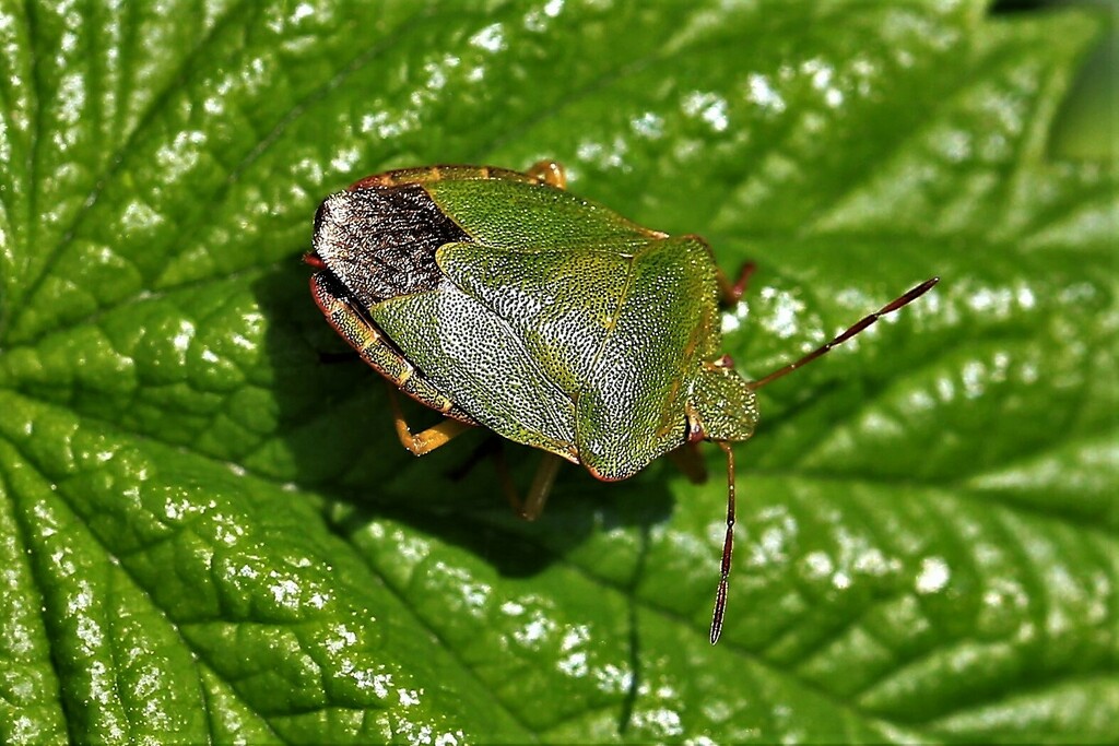 Green Shield Bug from Bratislava, Slovensko on September 9, 2022 at 08: ...
