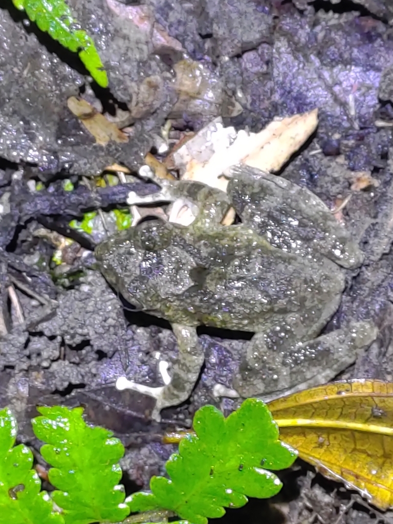 Ota's stream tree frog from Taroko, TW-TA-HL, TW-TA, TW on February 20 ...