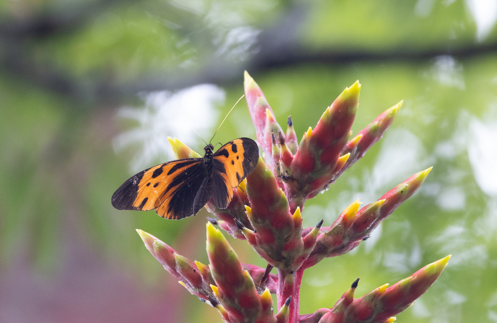 Numata longwing from Tiputini Biodiversity Station--torre on November 4 ...