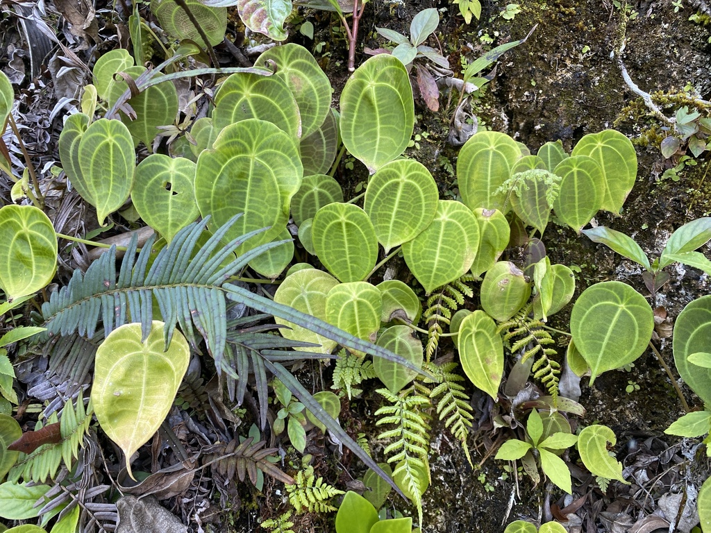 Pilea imitans in February 2024 by Challen Willemsen · iNaturalist
