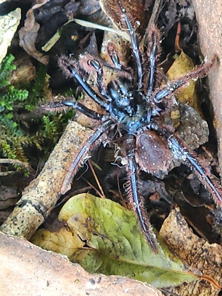 Actinopus from Frederico Westphalen, BR-RS, BR on February 20, 2024 at ...