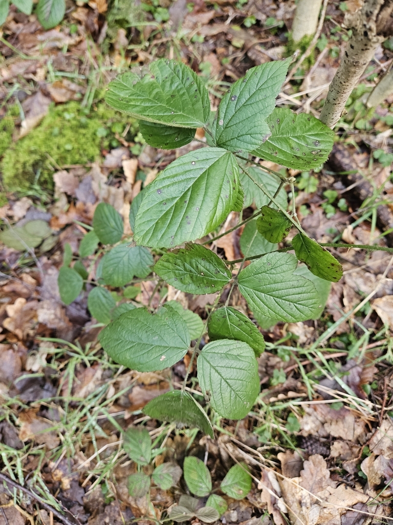 European blackberry complex from Durham, England, GB on February 16 ...