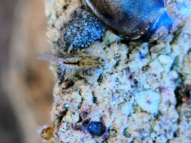 Homidia socia from Oil City, PA 16301, USA on February 20, 2024 at 01: ...