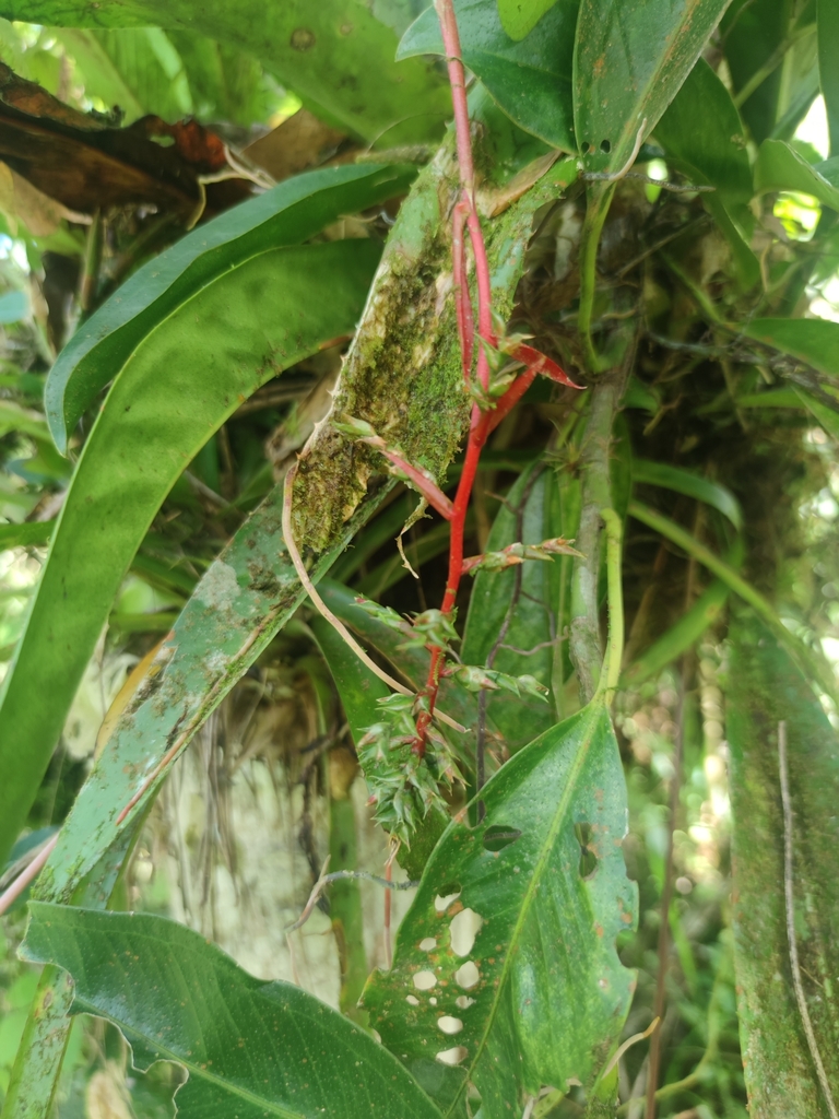 Aechmea pyramidalis from Piñas, EC-EO, EC on February 20, 2024 at 11:10 ...