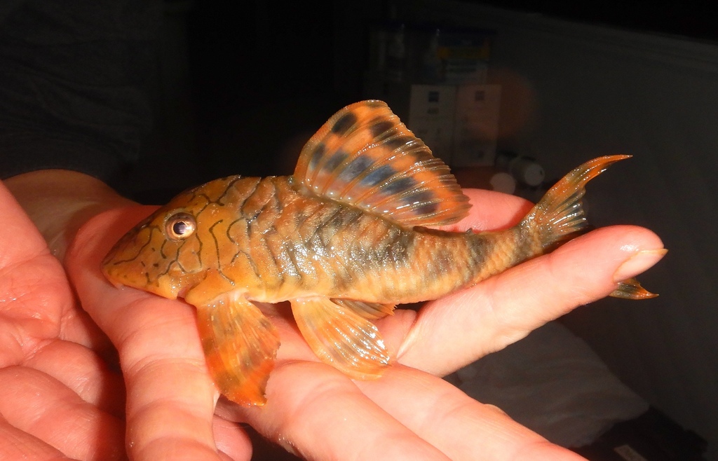 worm-line peckoltia from Novo Airão - State of Amazonas, 69730-000 ...