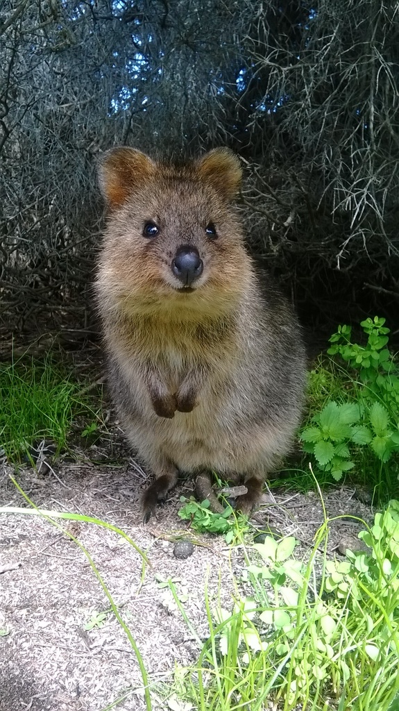Macropods (Macropodiformes) - Know Your Mammals