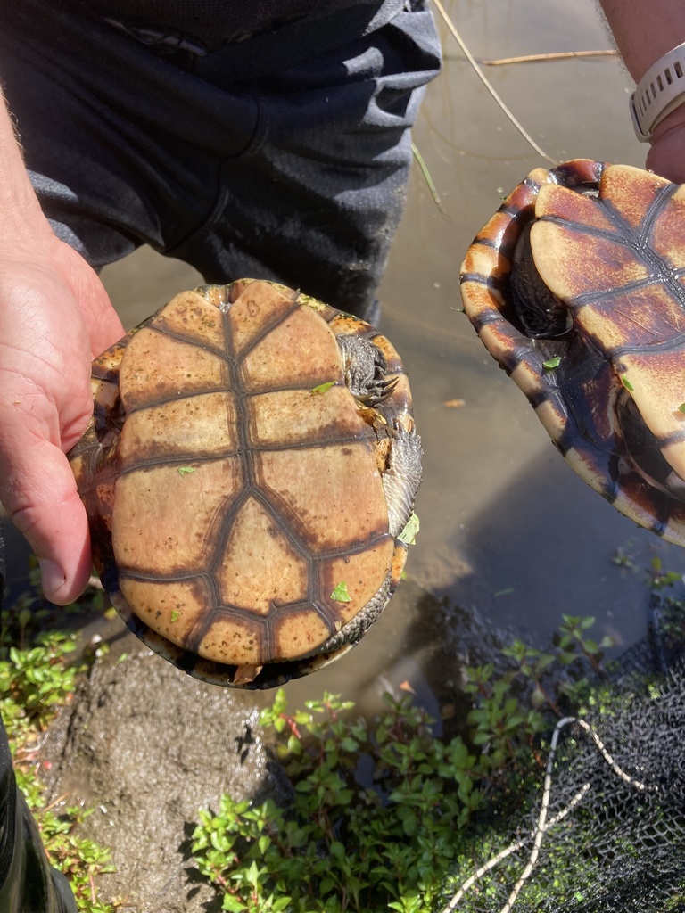 Common Snake-necked Turtle from Murrells Rd, Bunyan, NSW, AU on ...