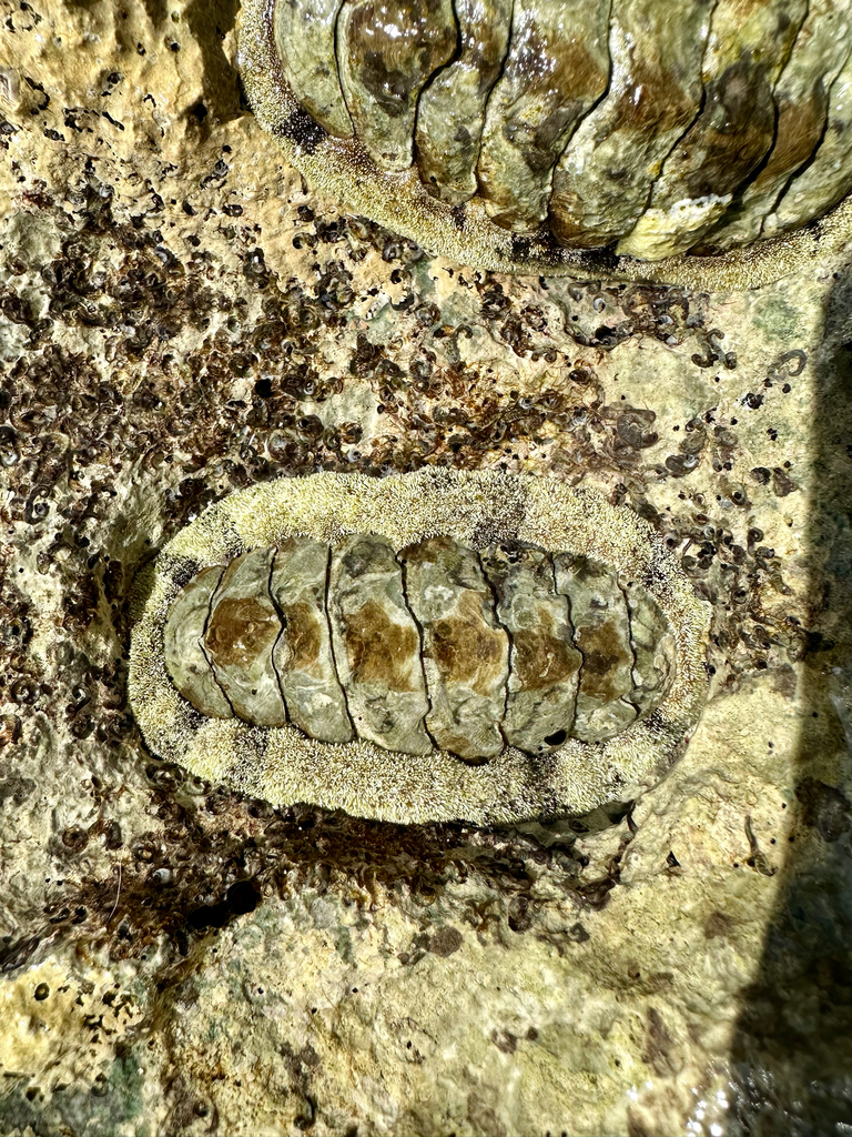 West Indian Fuzzy Chiton from Cozumel on February 20, 2024 at 10:30 AM ...