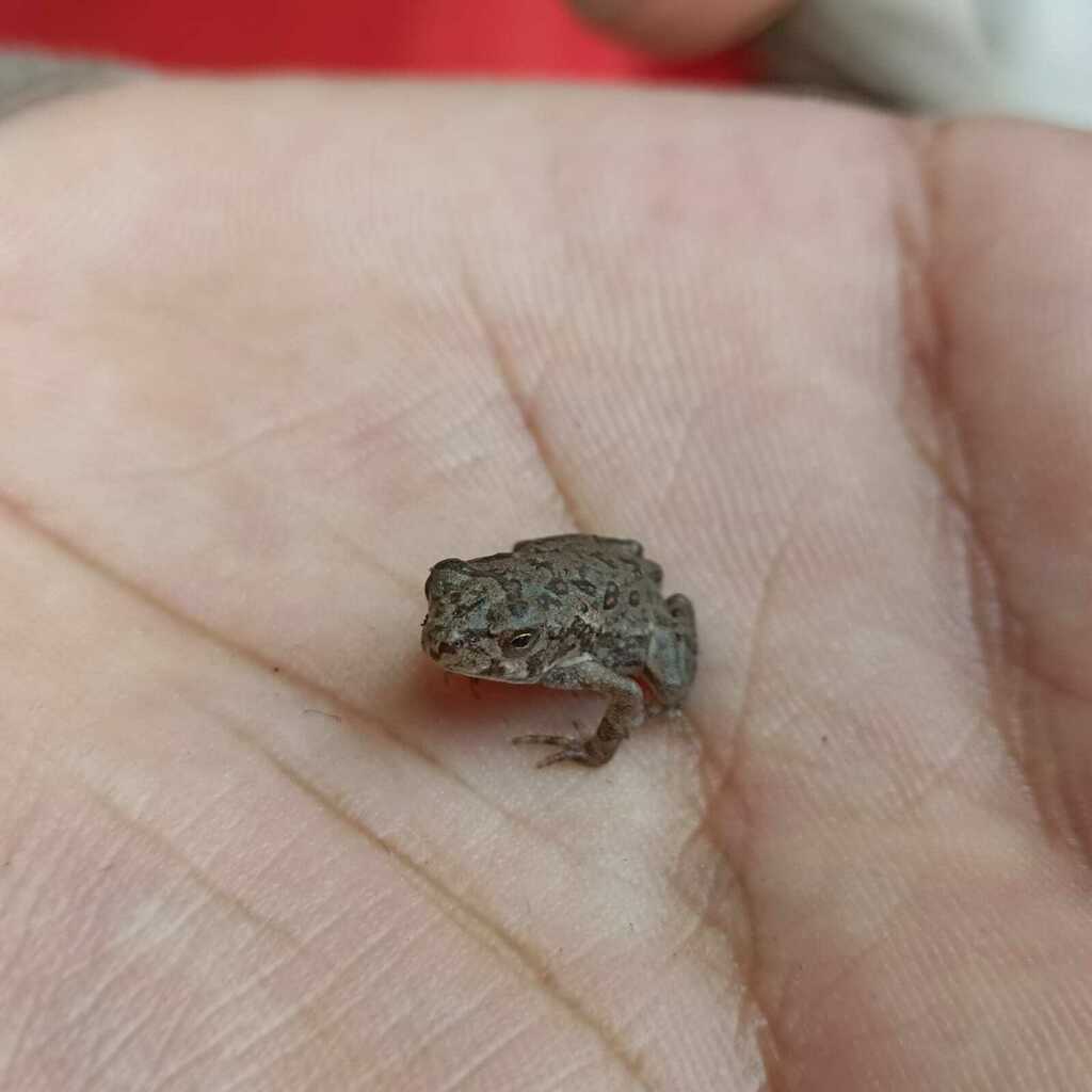 Painted Forest Toadlet from Maynas, Perú on February 20, 2024 at 03:08 ...