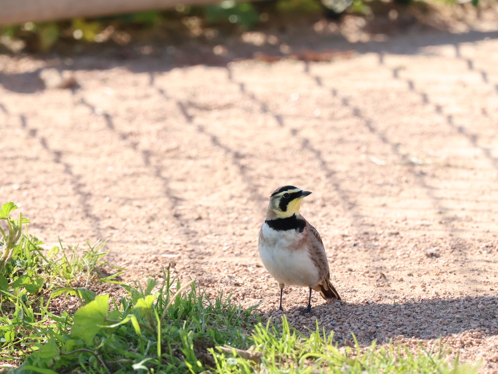 Horned Lark from Point Loma, San Diego, CA, USA on February 13, 2024 at ...