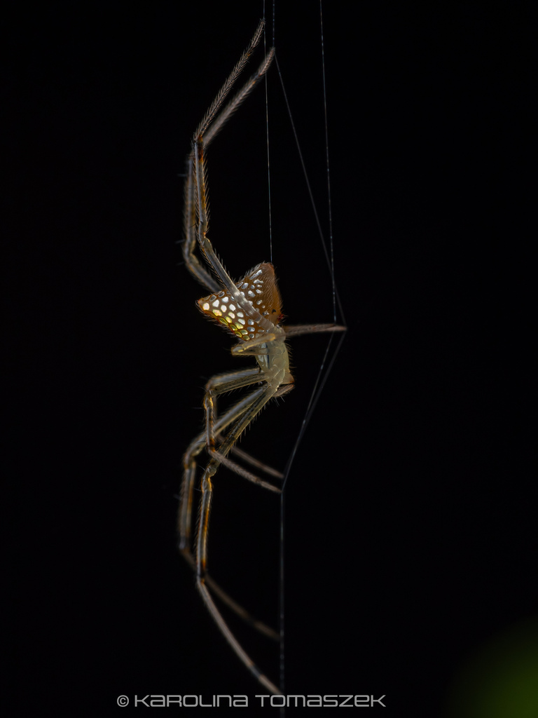 Mirror-ball Spiders in February 2024 by Artur Tomaszek · iNaturalist