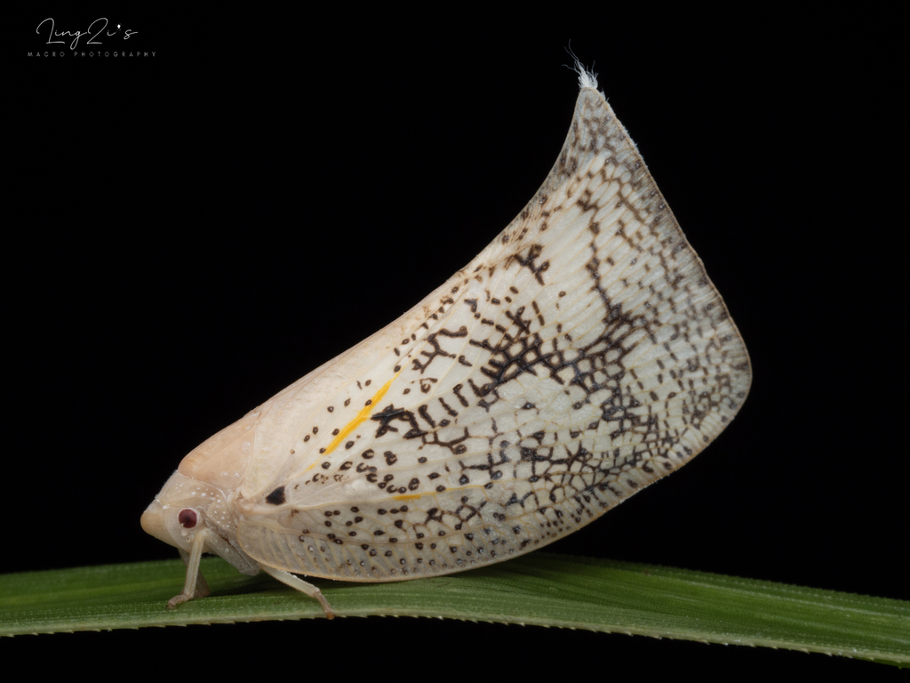 White moth cicada from Sepang, Selangor, Malaysia on February 20, 2024 ...