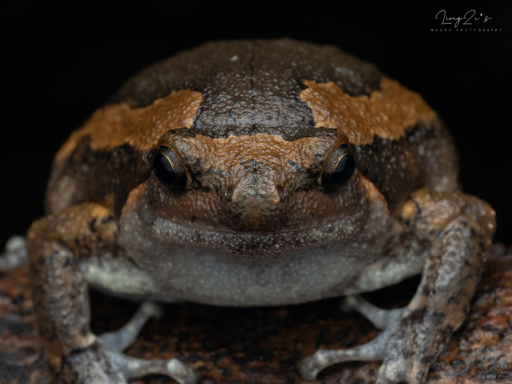 Asian Painted Frog from Sepang, Selangor, Malaysia on February 21, 2024 ...