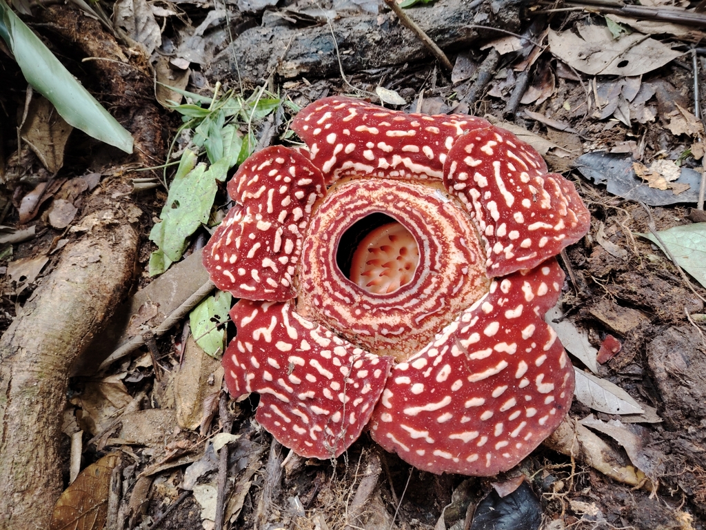 Rafflesia pricei from 89650 Tambunan, Sabah, Malaysia on February 12 ...