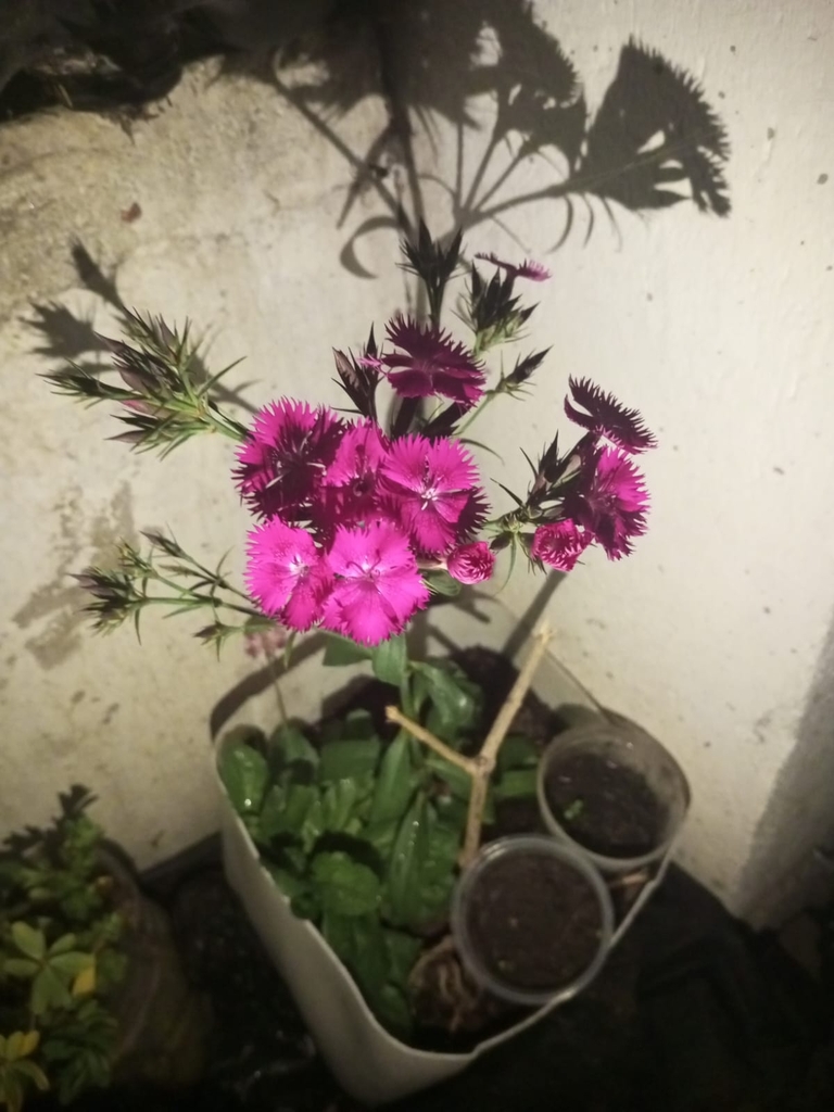 Ragged Pink from Quito, EC-PI, EC on February 21, 2024 at 12:14 PM by ...