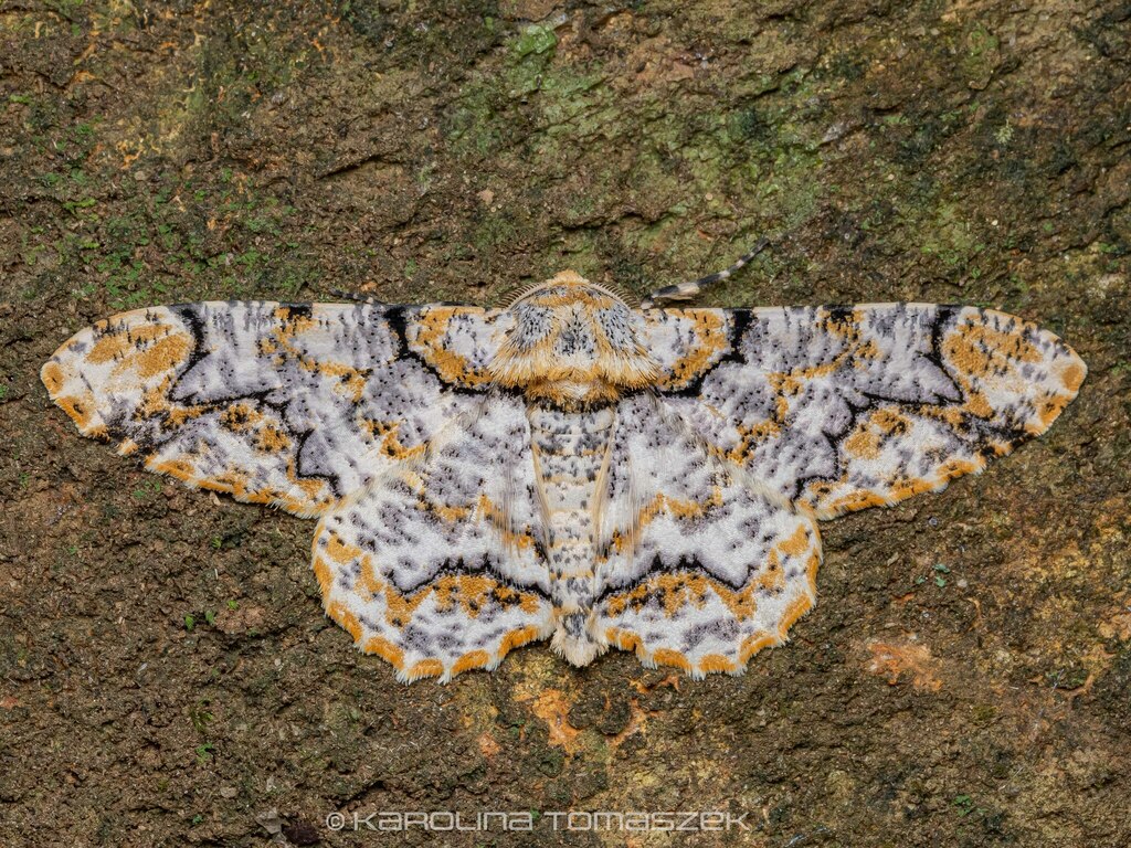 tea looper in February 2024 by Artur Tomaszek · iNaturalist