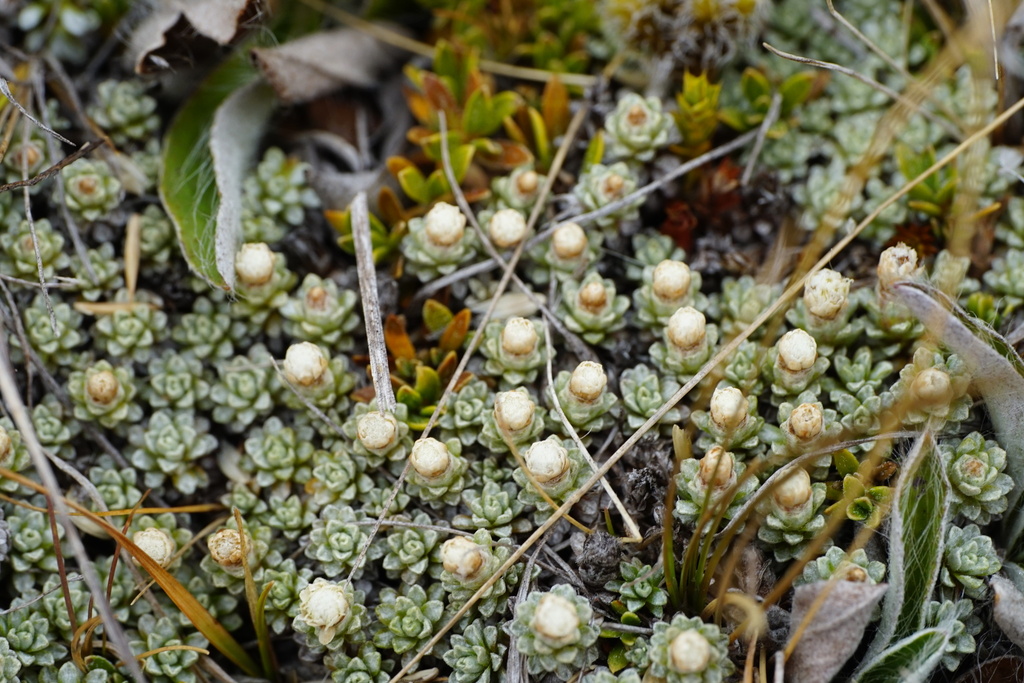 Celadon mat daisy in January 2024 by Mike Orchard · iNaturalist