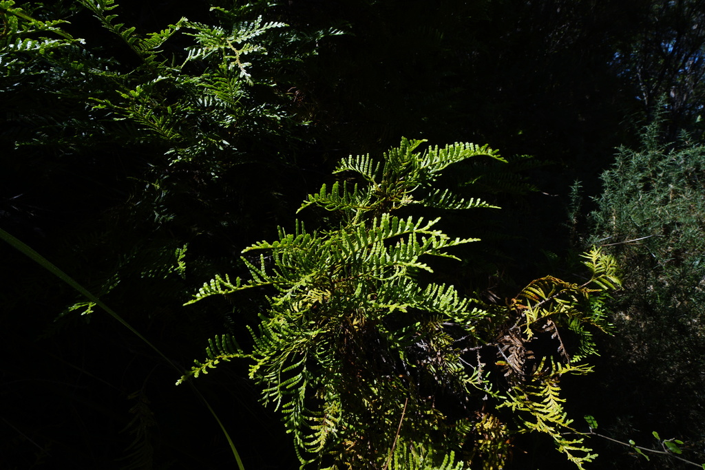 Kawaka from Mangarākau 7073, New Zealand on February 17, 2024 at 01:01 ...