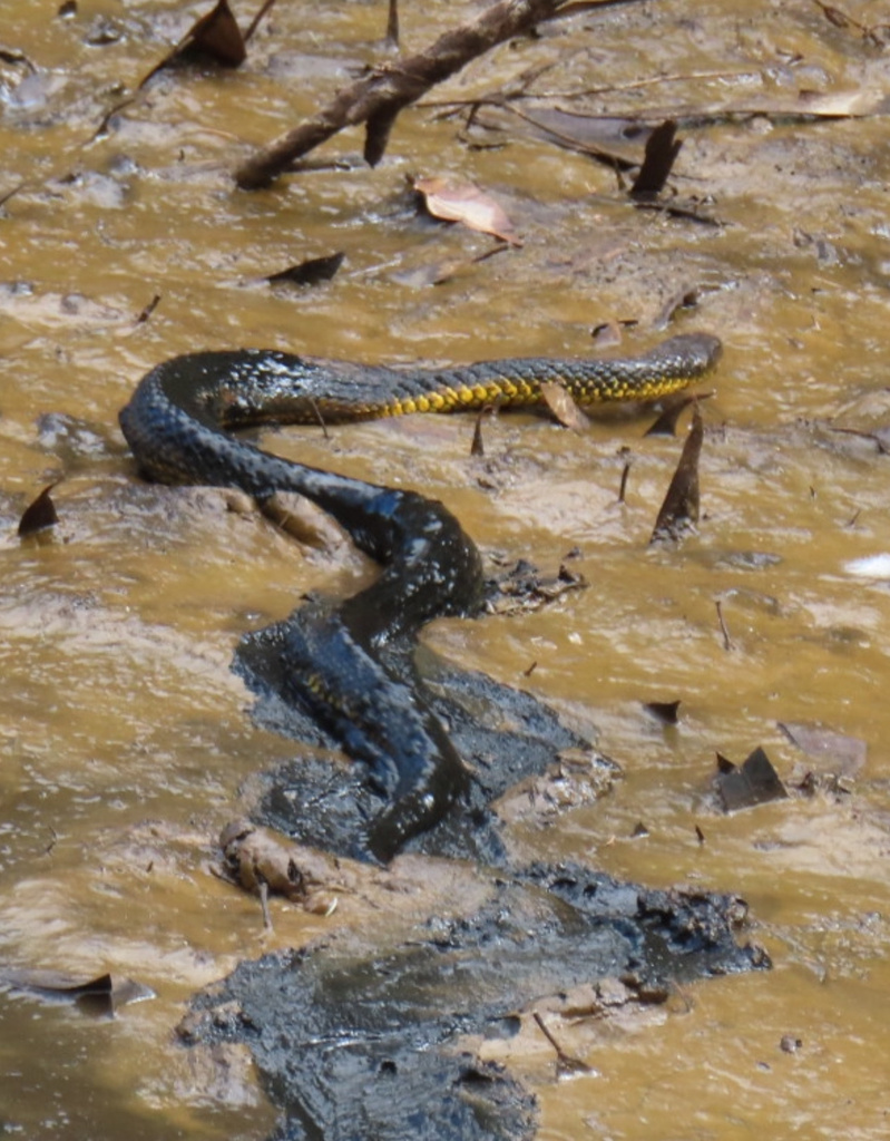 Western Tiger Snake from Whiteman Park, Whiteman, WA, AU on February 21 ...