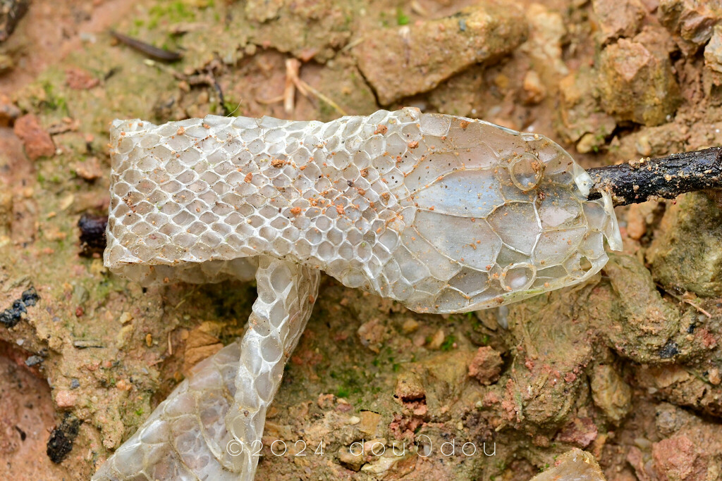 Malayan Banded Wolf Snake from 中国广西壮族自治区南宁市西乡塘区 on January 29, 2024 at ...