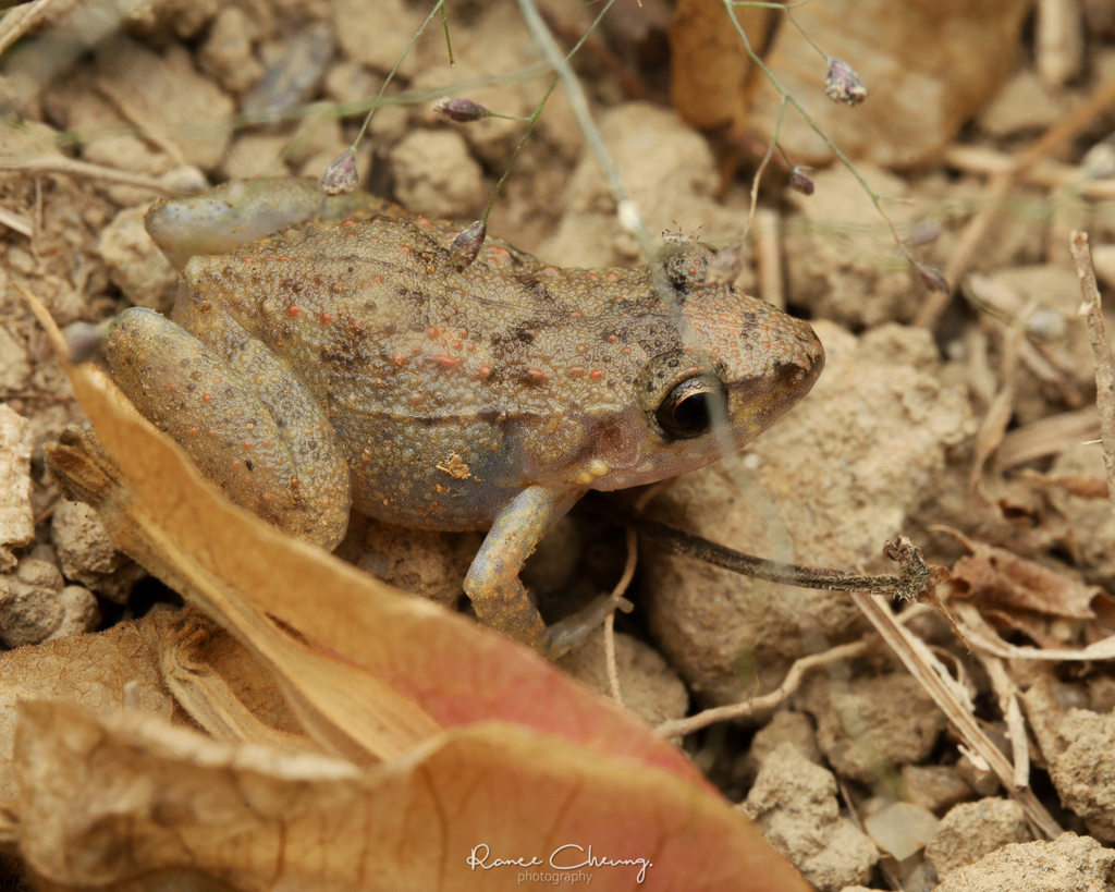 Greenhouse Frog in February 2024 by Rance Cheung · iNaturalist