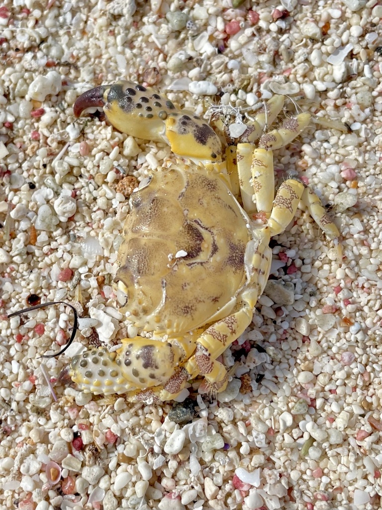 Redfinger Rubble Crab from Tahiti Beach, Hope town, BS on February 18 ...