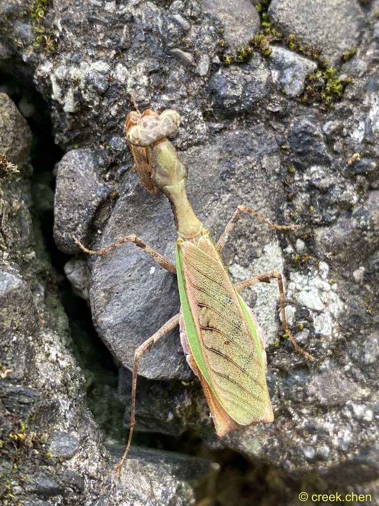 Acromantis from 臺灣島, 礁溪鄉, ILA, TW on February 21, 2024 at 09:29 AM by ...