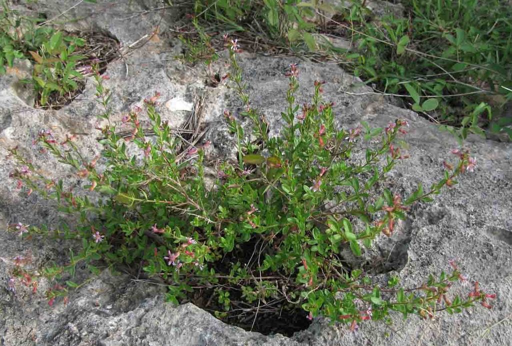 Cuphea gaumeri from Homun, Yucatán on June 27, 2015 by Alfredo Dorantes ...