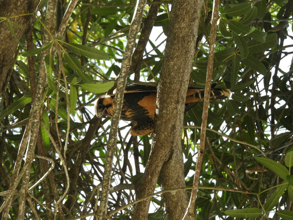 Aplomado Falcon from Inácio Barbosa, Aracaju - SE, Brazil on January 23 ...