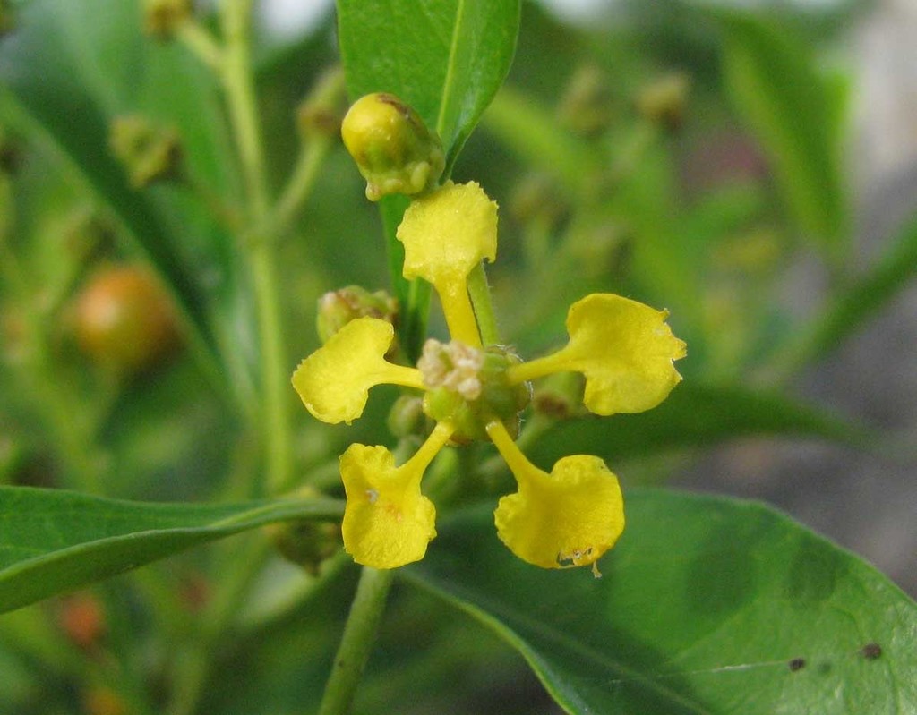 (Bunchosia swartziana) - Botanical Realm